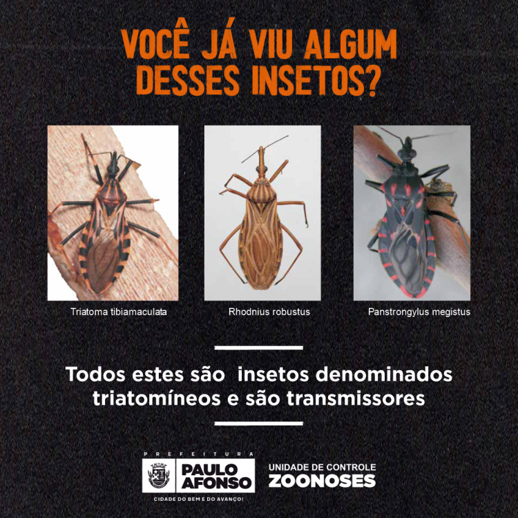 Zoonoses orienta para os cuidados com o Barbeiro, inseto transmissor da ...