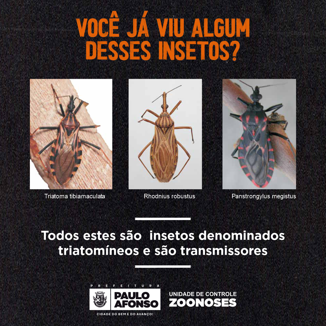 Zoonoses orienta para os cuidados com o Barbeiro, inseto transmissor da ...